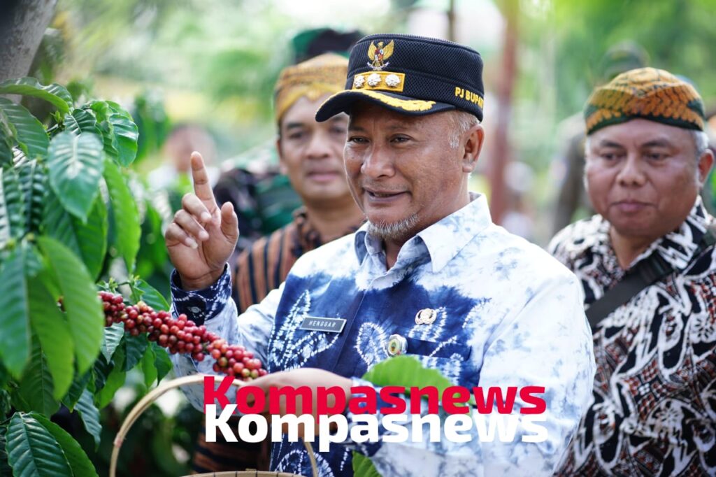 Pj. Bupati Pati buka Tradisi Wiwit Panen Kopi Robusta Jollong – Kompas News